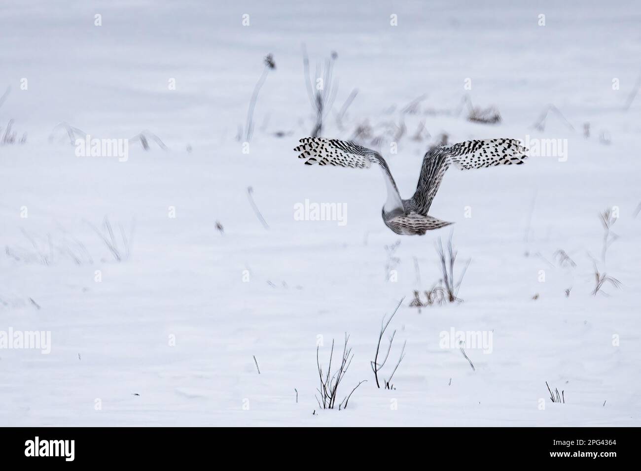 Female snowy owl taking flight across a snowy field in winter at the ...
