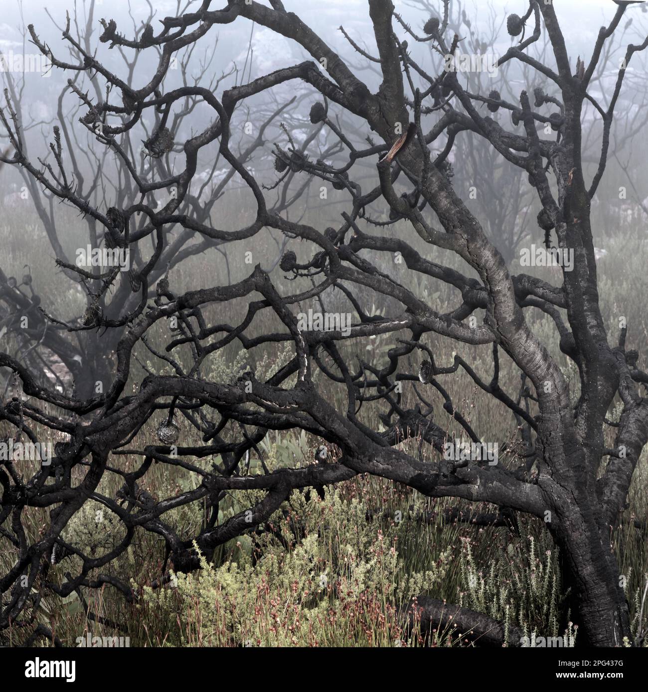 A runaway veld fire has burnt its way across the top of ...