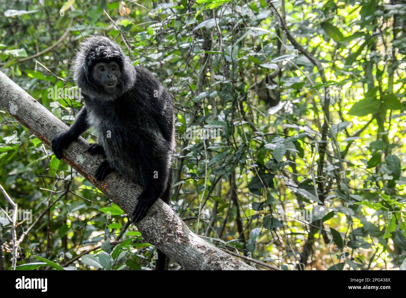Malang, Indonesia. 20th Mar, 2023. A Javan langur is seen on a tree ...