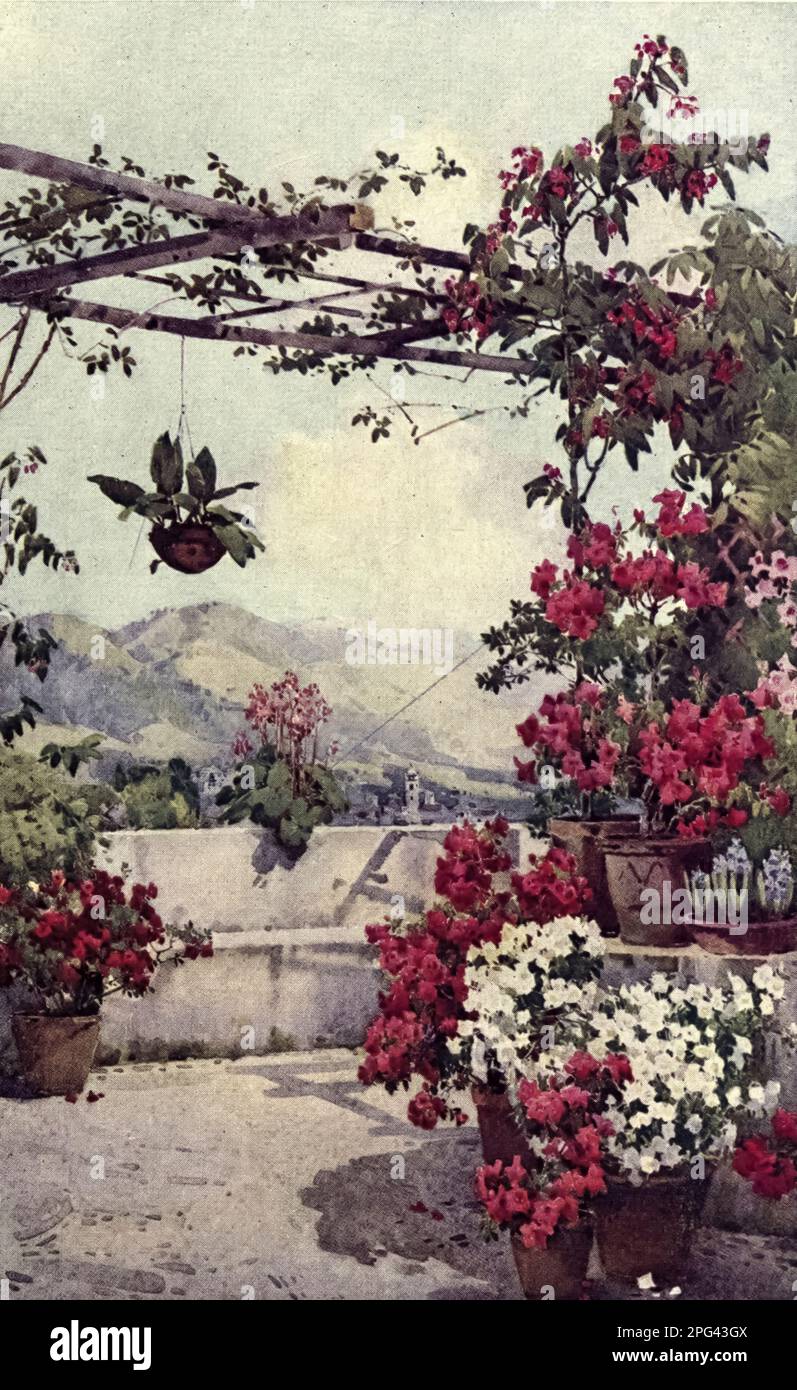 Azaleas, Quinta Ilheos painted by Ella Du Cane from the book ' The ...