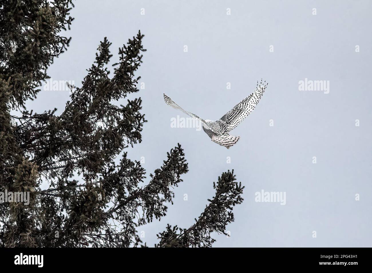 Female snowy owl taking flight towards a pine tree in winter at the Sax ...