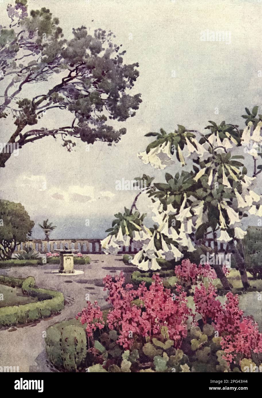 Datura, Quinta Vigia painted by Ella Du Cane from the book ' The ...