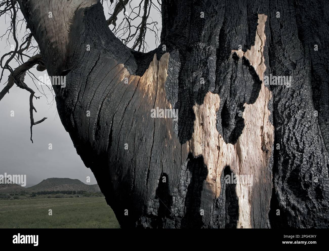 Burnt tree stands hi-res stock photography and images - Alamy