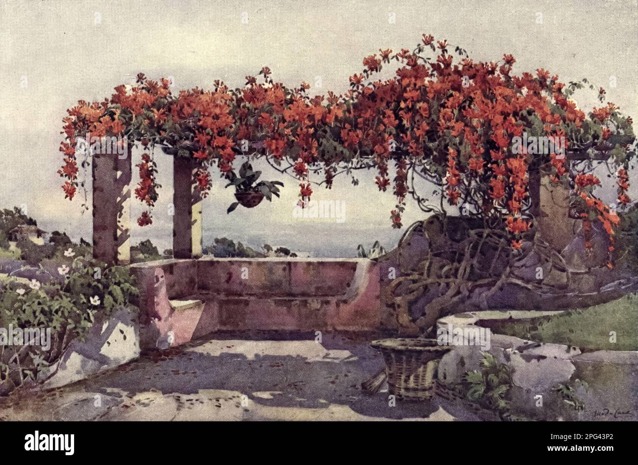 Bignonia Venusta painted by Ella Du Cane from the book ' The flowers ...