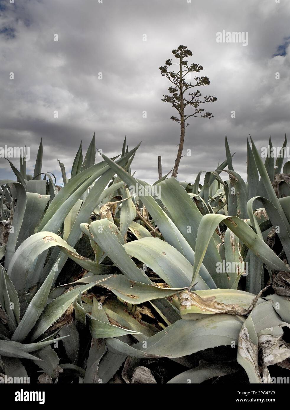 A large clump of Sisal plants grows along the R364 between Doringbos ...