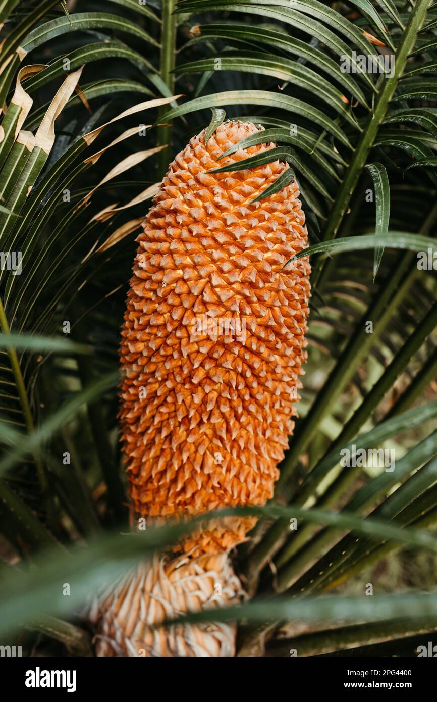A closeup of a pollen cone of Madagascar cycad (Cycas thouarsii) plant ...