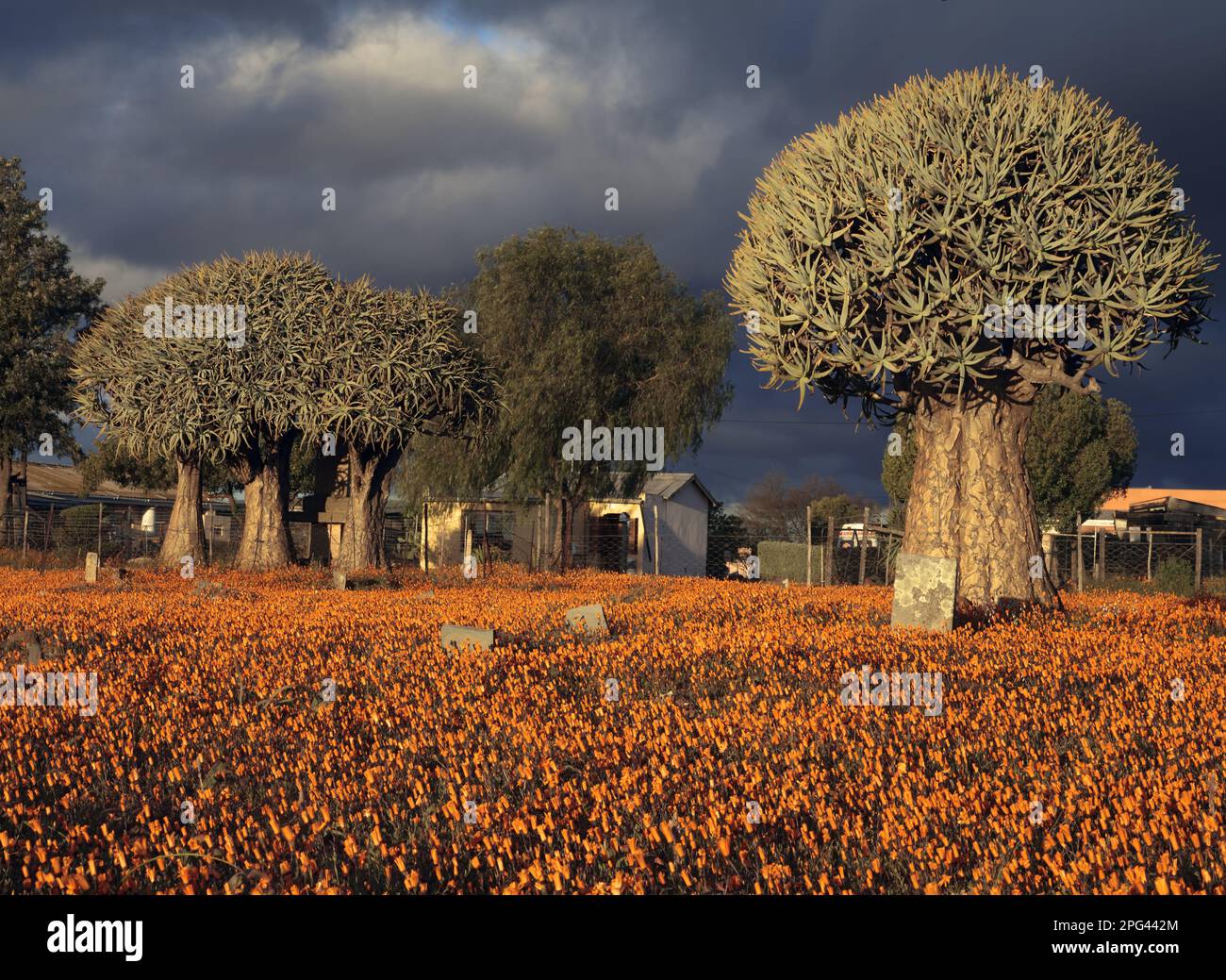 Old Loeriesfontein cemetery with Namaqualand Daisies and Quiver Trees ...