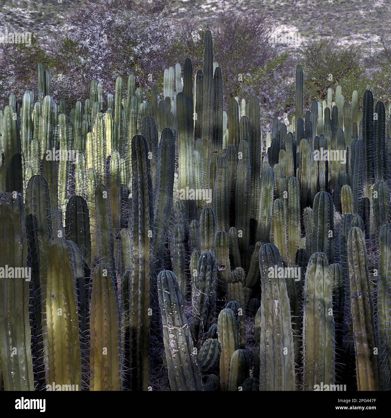 Obesa Cactus aand Aloe Nursery. This large nursery stretches over a ...