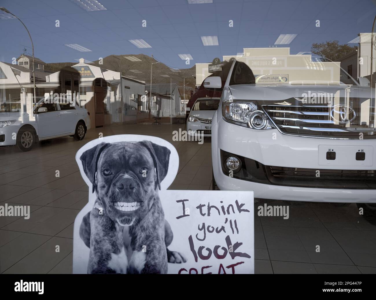 The now famous Boxer dog used in Toyota advertisment sits on a poster ...