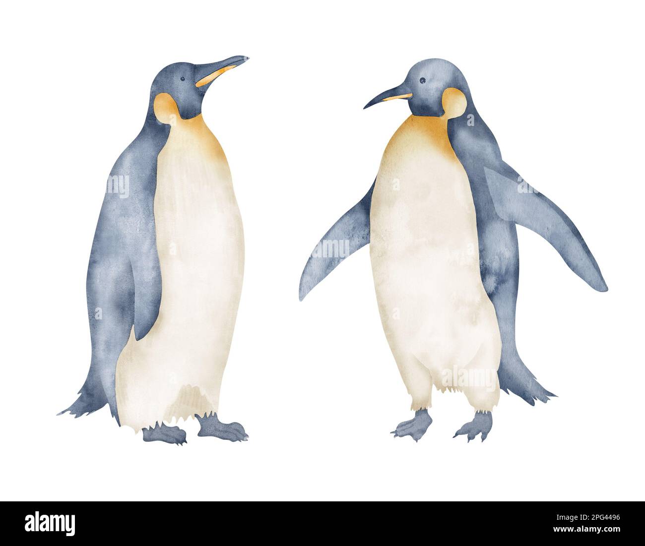 Watercolor Emperor Penguins. Hand drawn illustration isolated on white ...