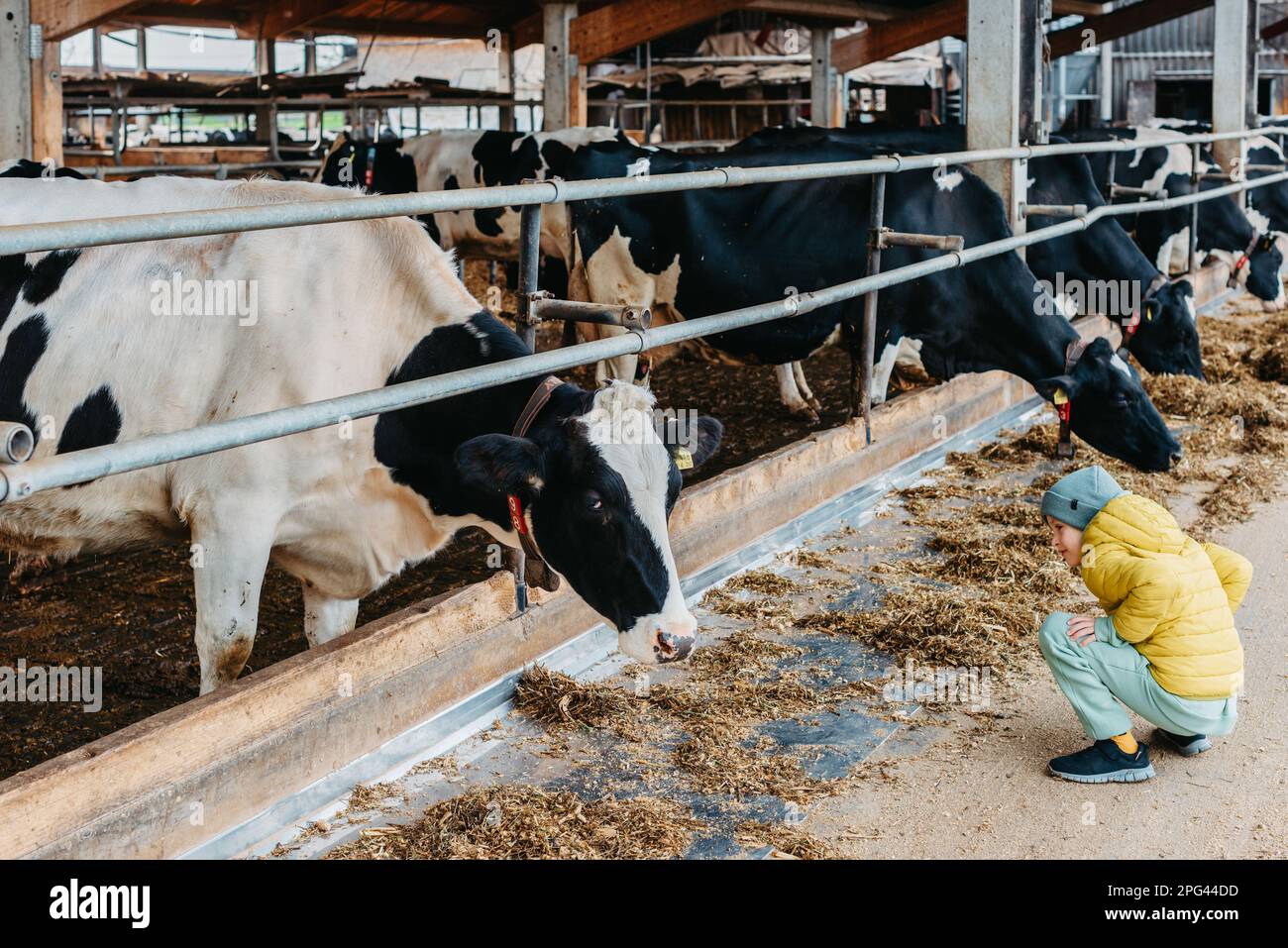 Caucasian little boy feeding cows on farm. Herd of milk cattle. Modern ...