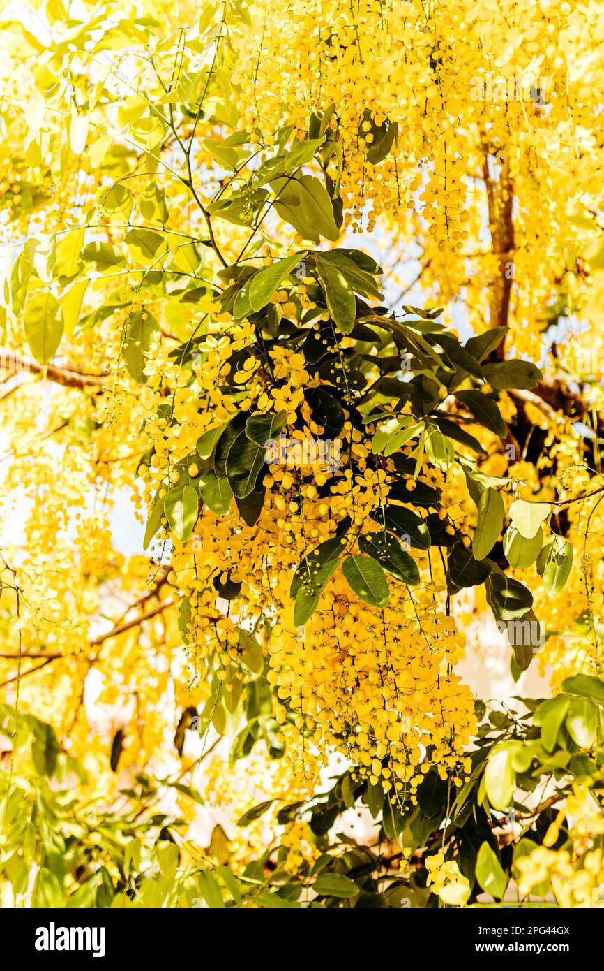 A picturesque tree with an abundance of yellow Laburnum flowers ...