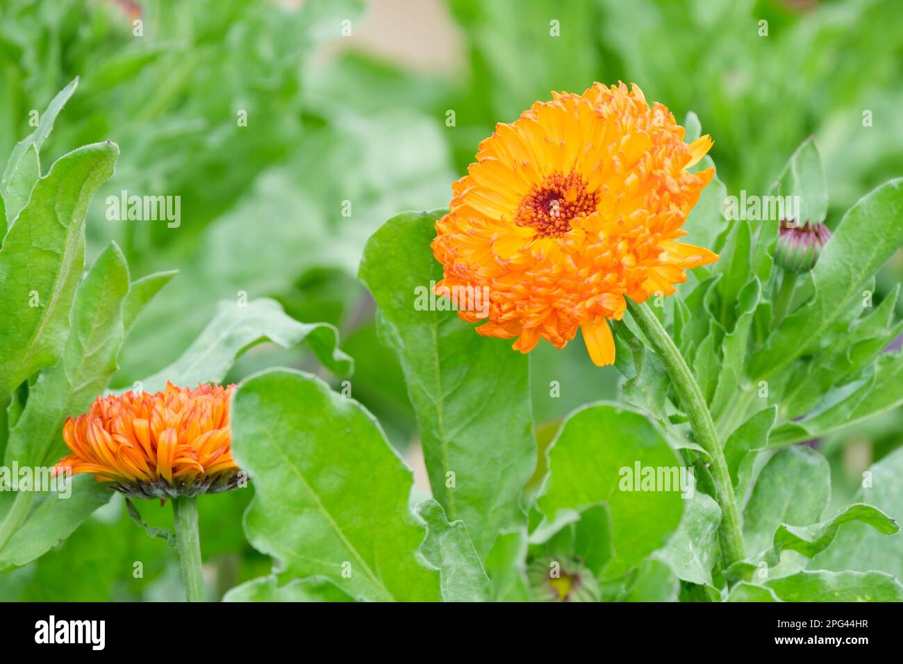 Calendula art shades hi-res stock photography and images - Alamy