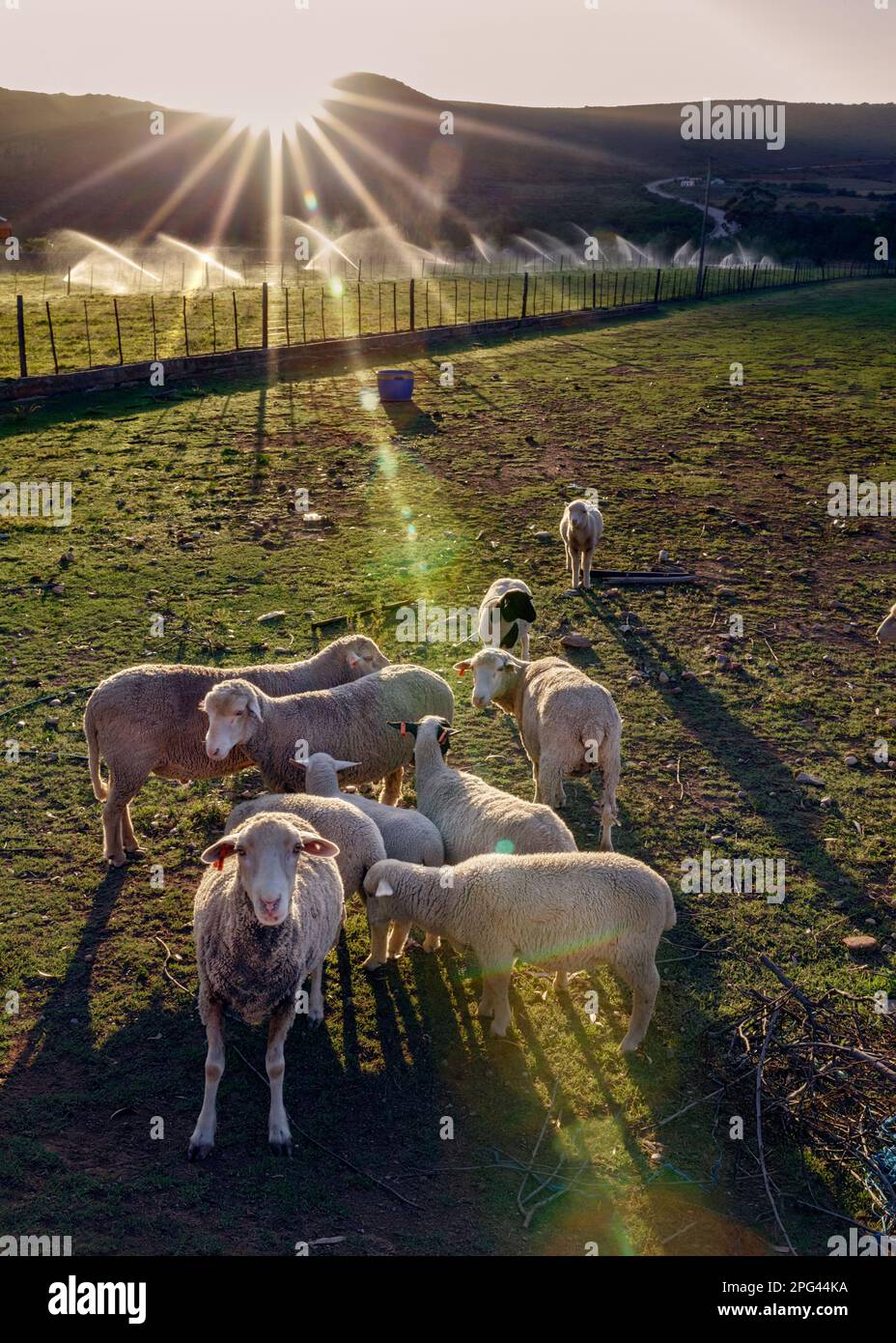 Sheep stand in a paddock at sunrise on a farm on the outskirts of the ...