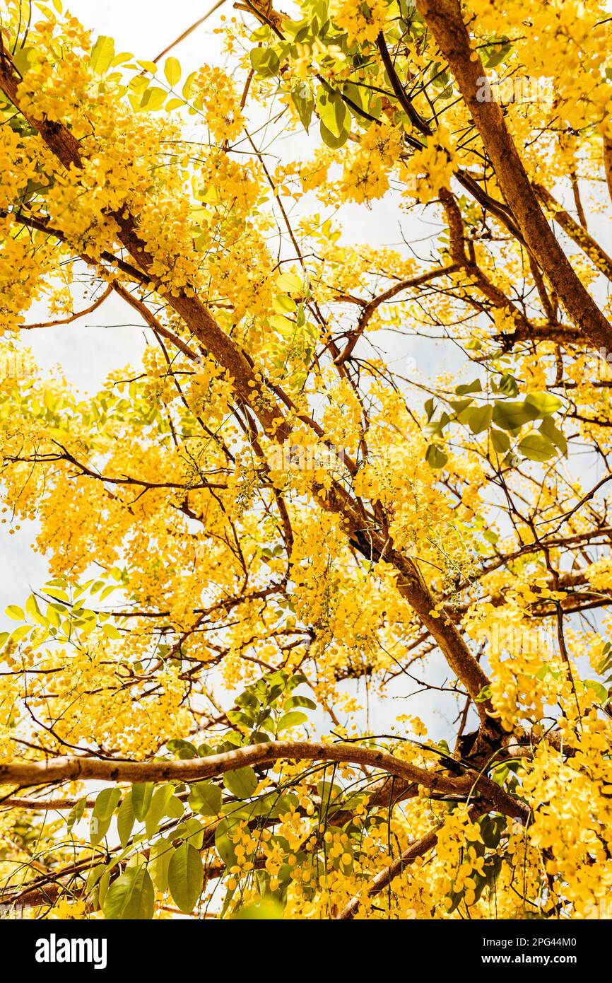 A picturesque tree with an abundance of yellow Laburnum flowers ...
