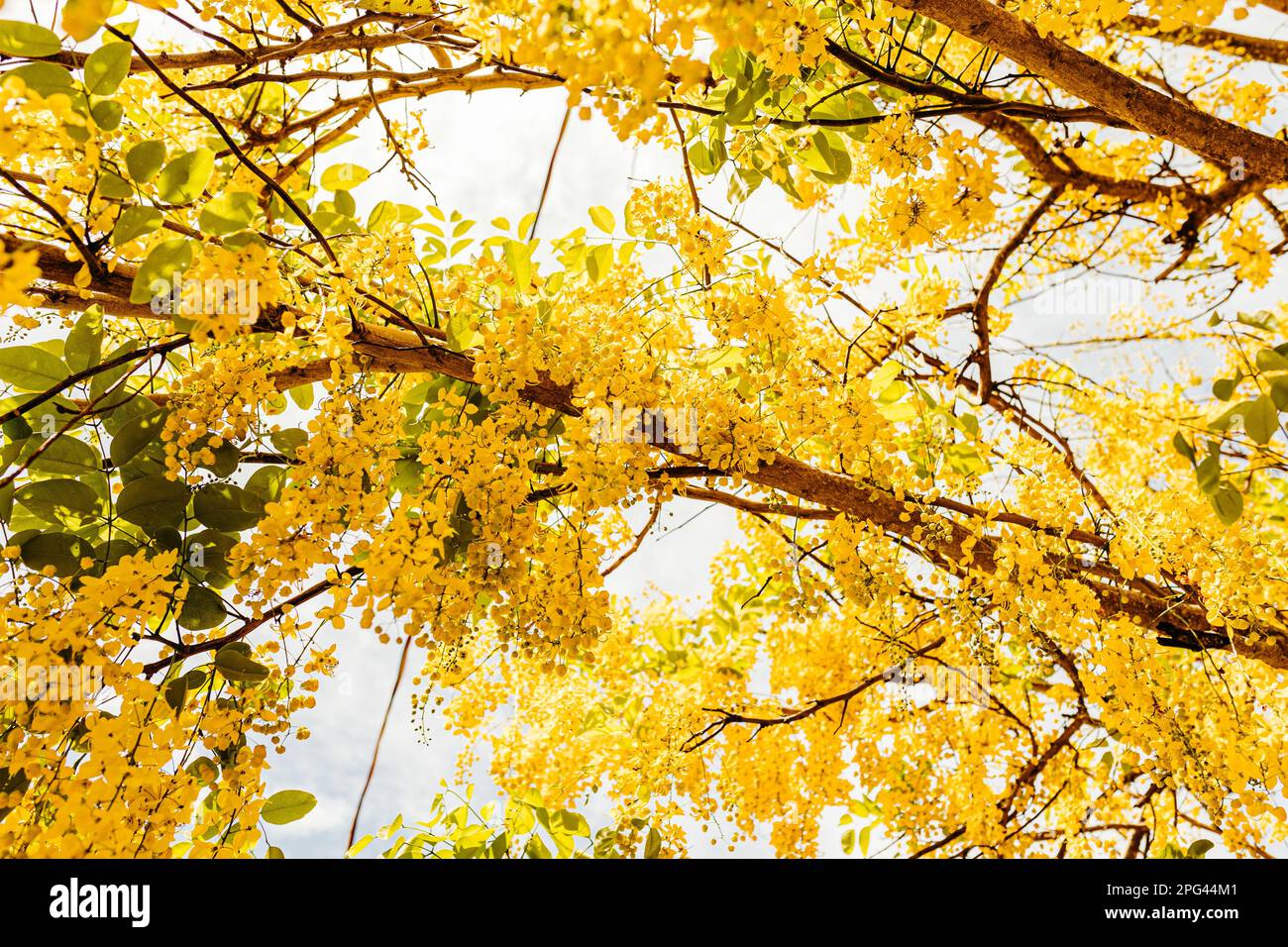 A picturesque tree with an abundance of yellow Laburnum flowers ...