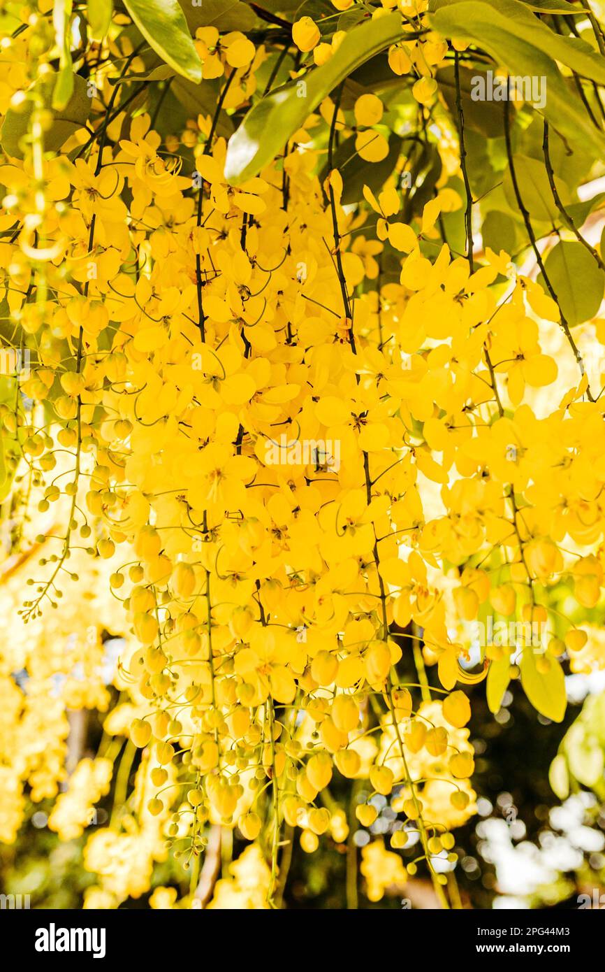 A picturesque tree with an abundance of yellow Laburnum flowers ...