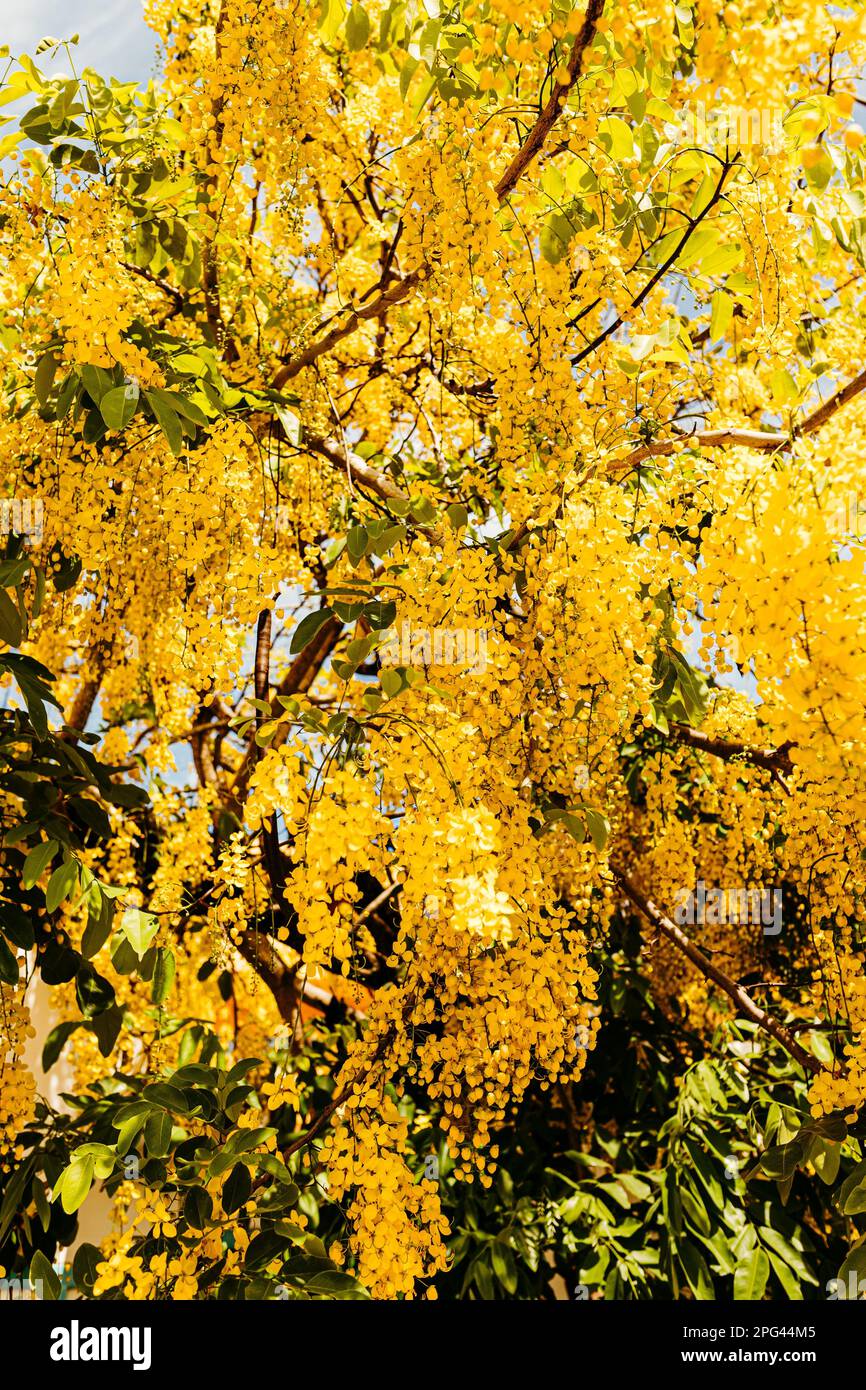 A picturesque tree with an abundance of yellow Laburnum flowers ...