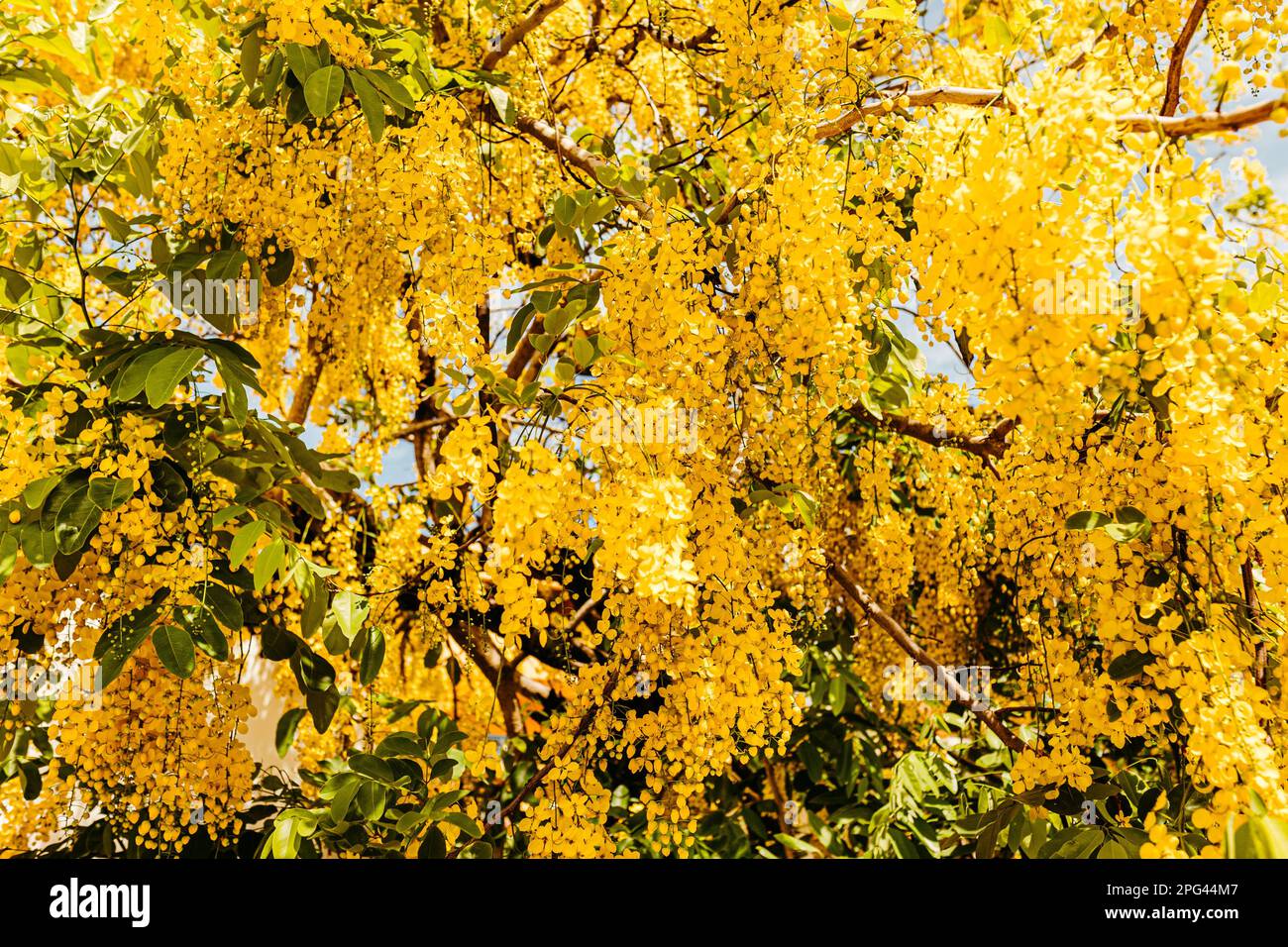 A picturesque tree with an abundance of yellow Laburnum flowers ...