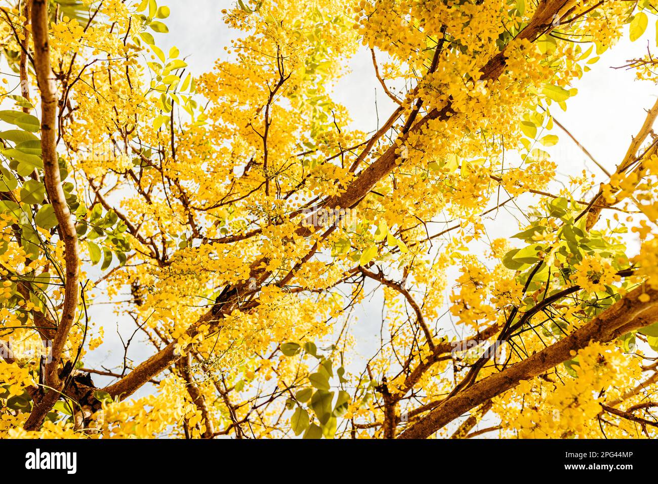 A picturesque tree with an abundance of yellow Laburnum flowers ...