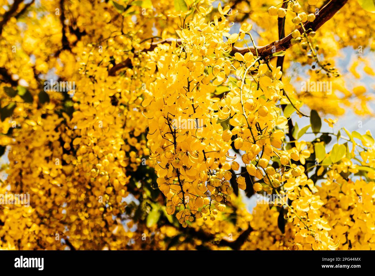A picturesque tree with an abundance of yellow Laburnum flowers ...