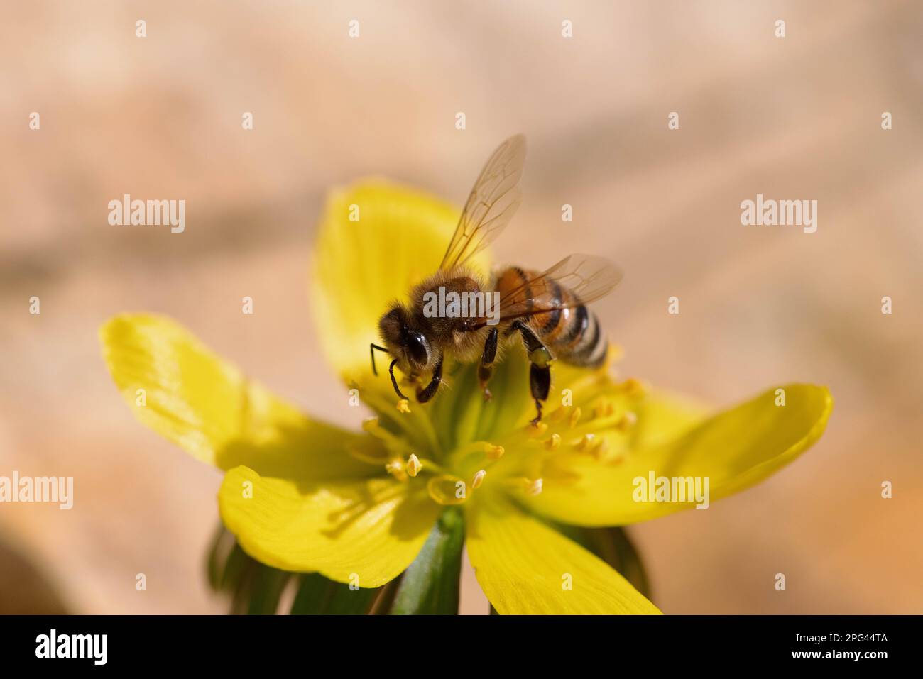 Winter aconite animal hi-res stock photography and images - Alamy