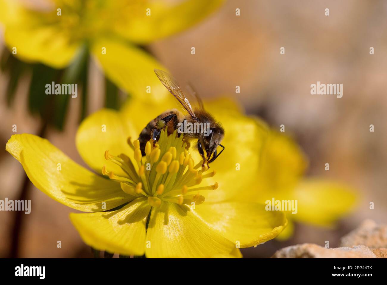 Honey Bee Apis Mellifera On Winter Aconite Stock Photo Alamy