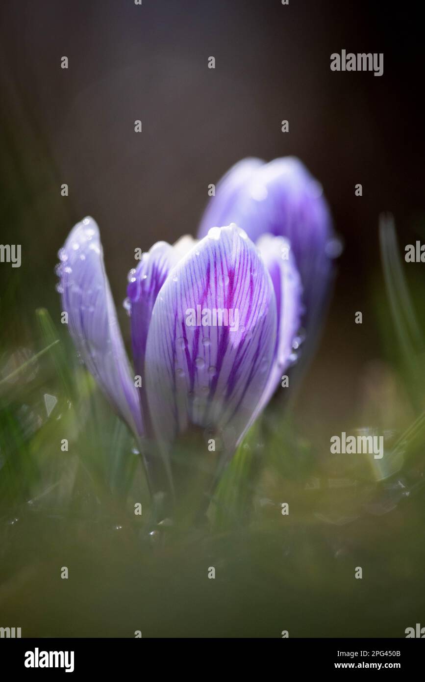 Blue crocus hi-res stock photography and images - Alamy