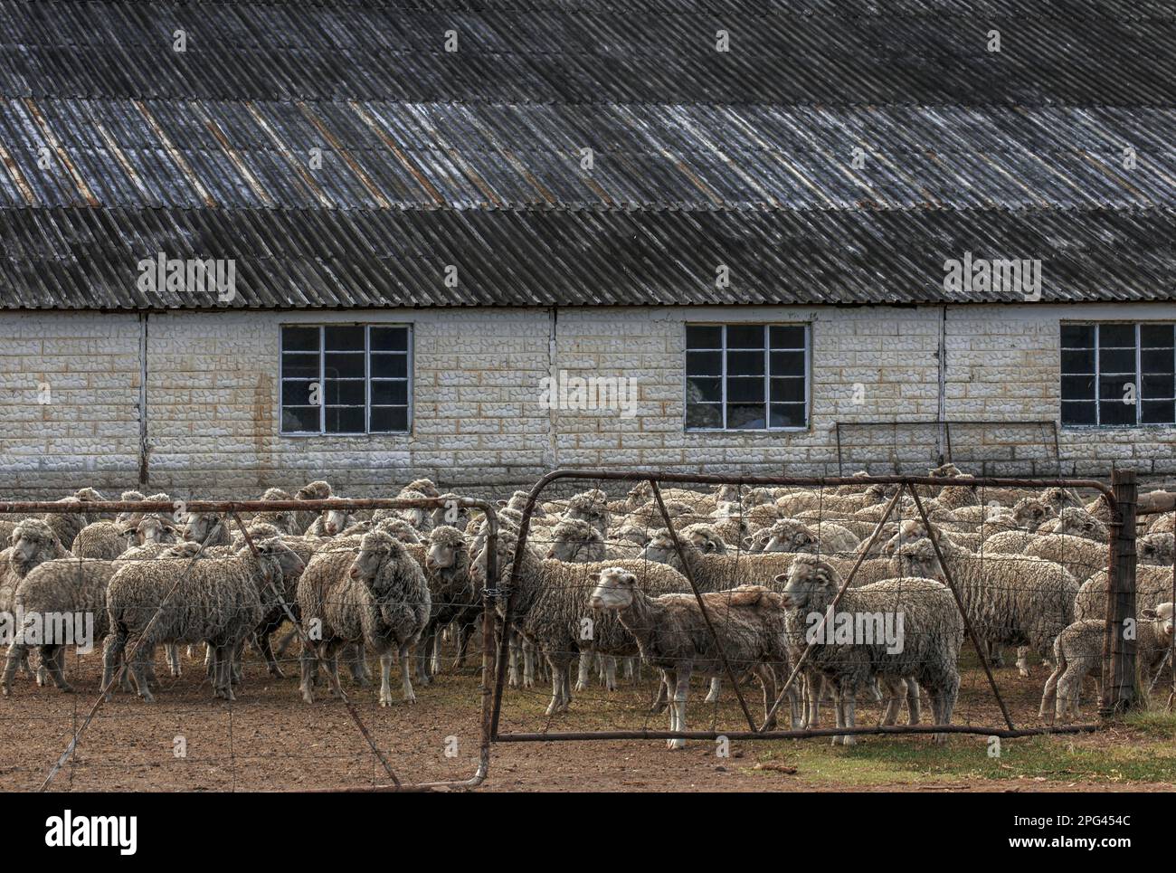 Sheep wait in a pen on Newstead farm near the village of Rhodes in the ...
