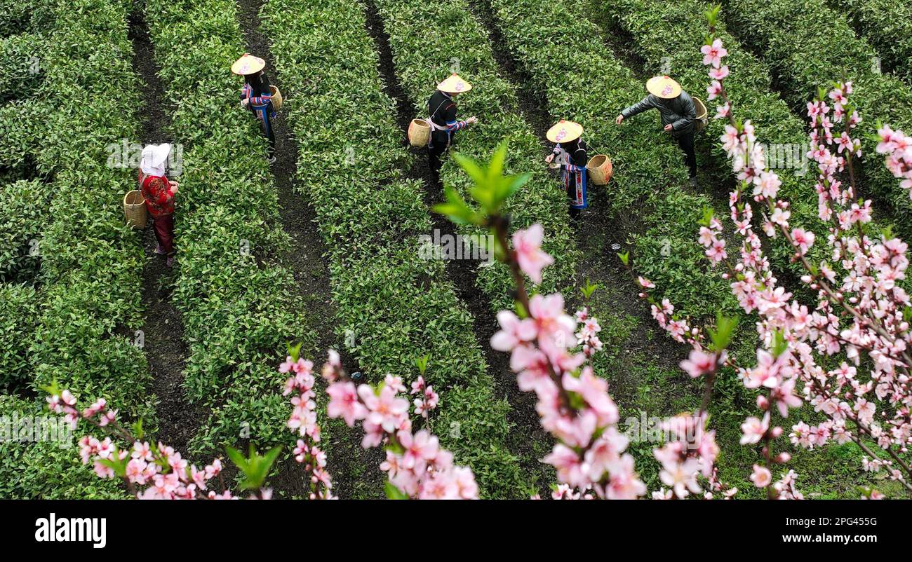 Changning. 20th Mar, 2023. This aerial photo taken on March 20, 2023 ...