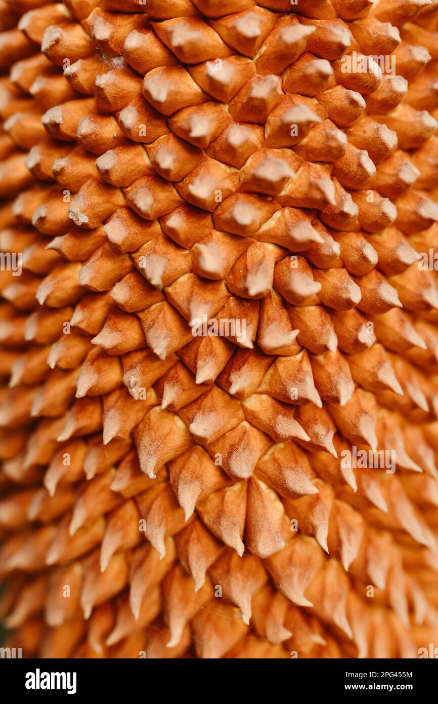 A closeup of a pollen cone of Madagascar cycad (Cycas thouarsii) plant ...