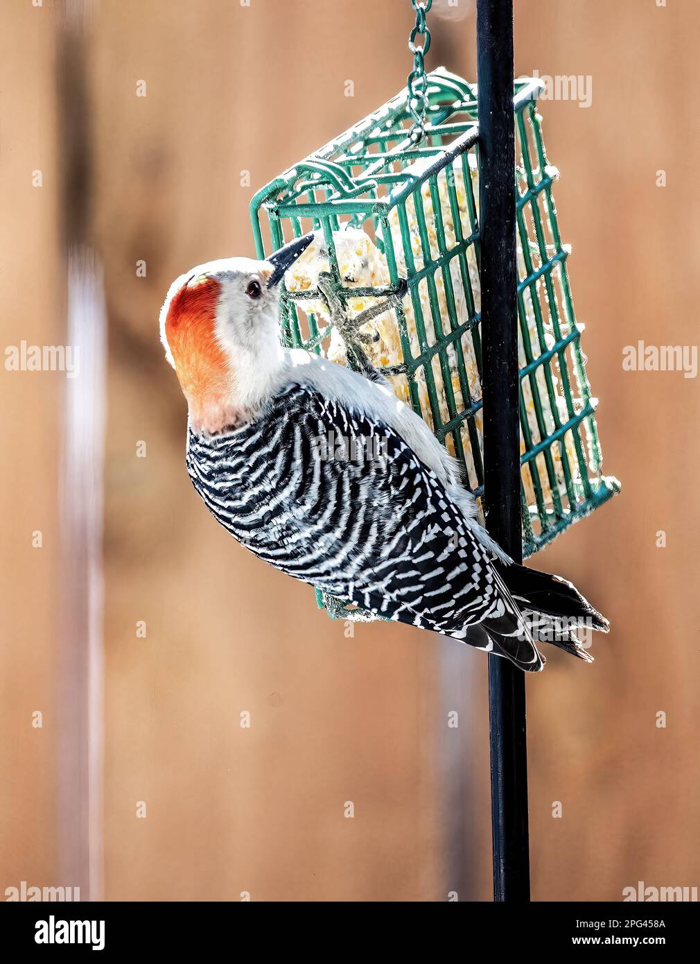 Red-bellied woodpecker eating from a backyard suet feeder on a winter ...