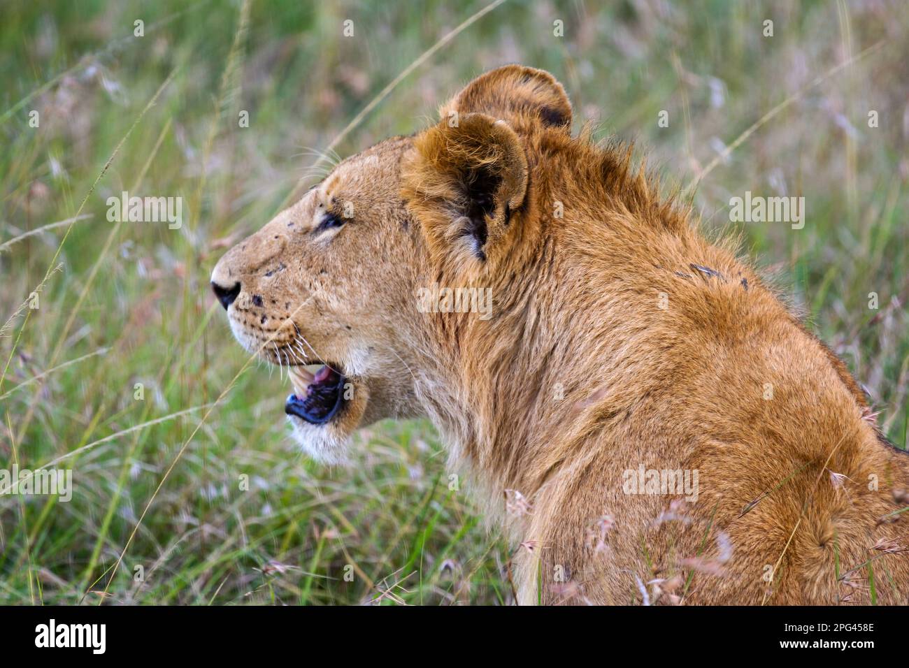A Lion in the african savannah Stock Photo - Alamy