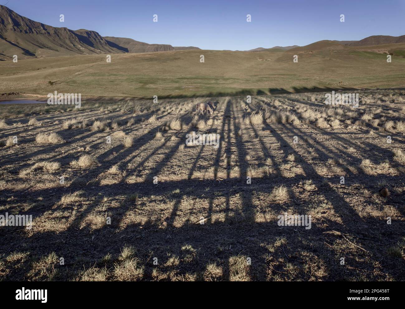 Shadows from a line of trees fall across a field on the Farm Halstone ...