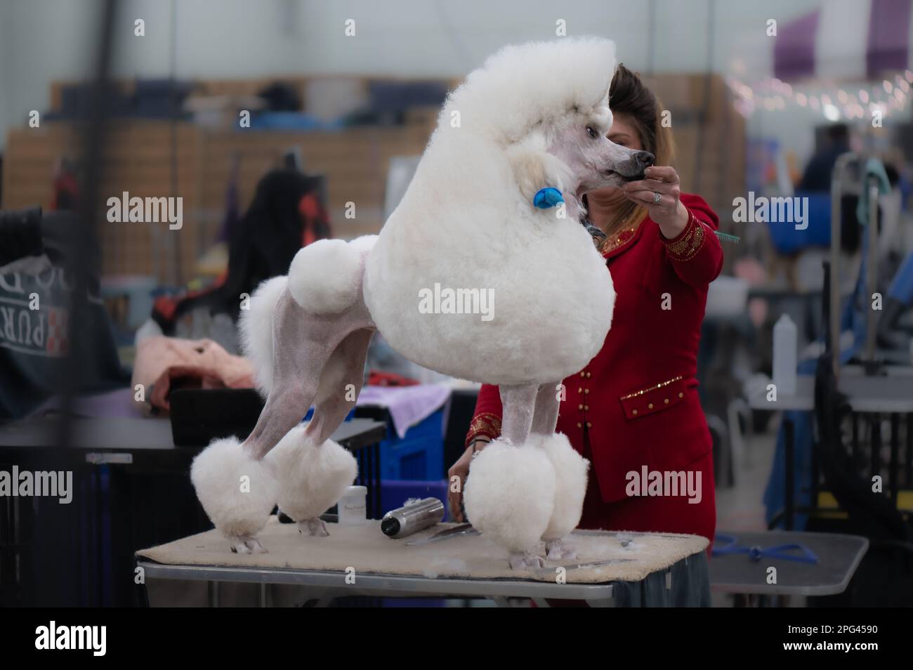Poodle groomed dog show hi-res stock photography and images - Alamy