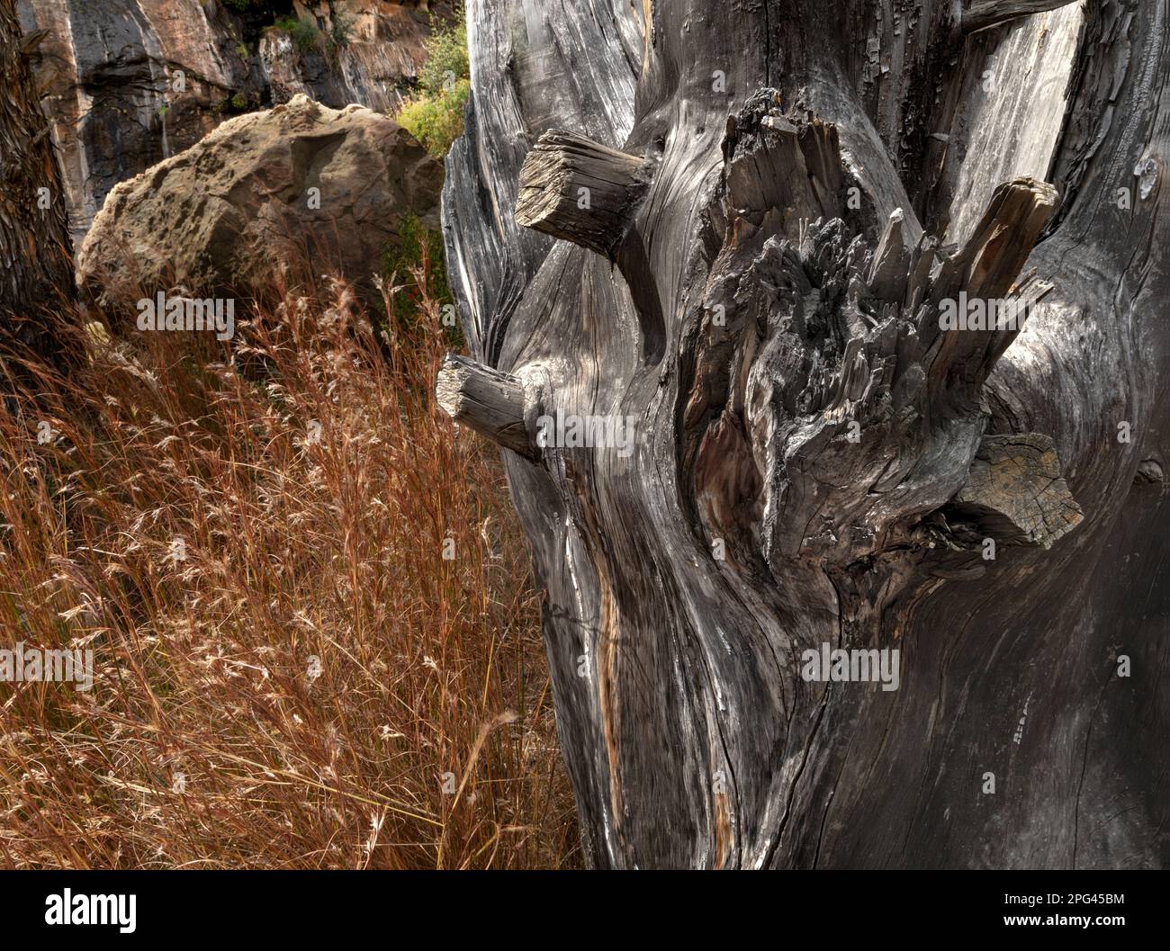 An old Cedarwood tree stump stand in the mountains above the South ...