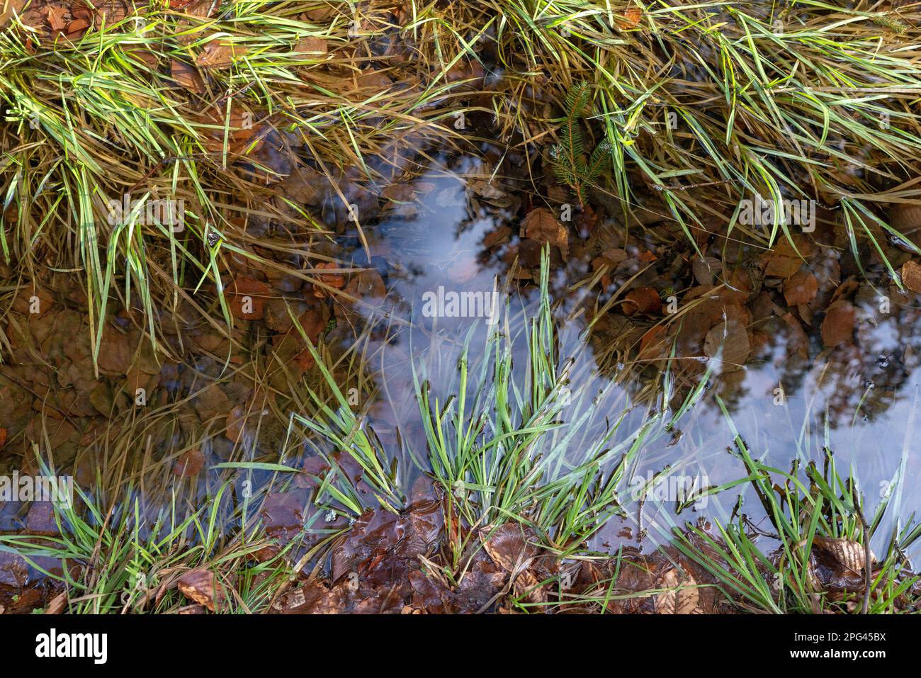 Detail of water, grass and old leaves in a ditch, with reflections of ...