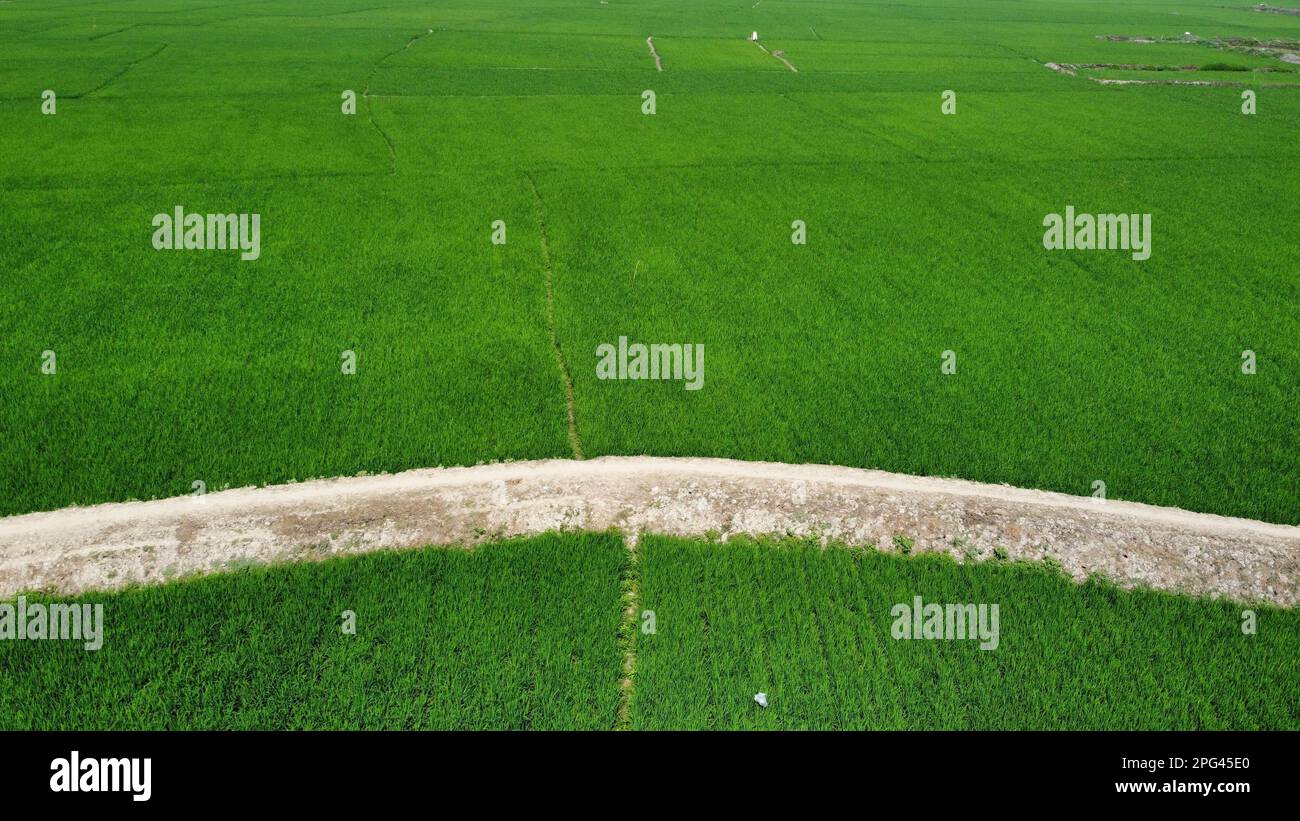 Aerial view of a field with rows of green rice paddies and trees ...