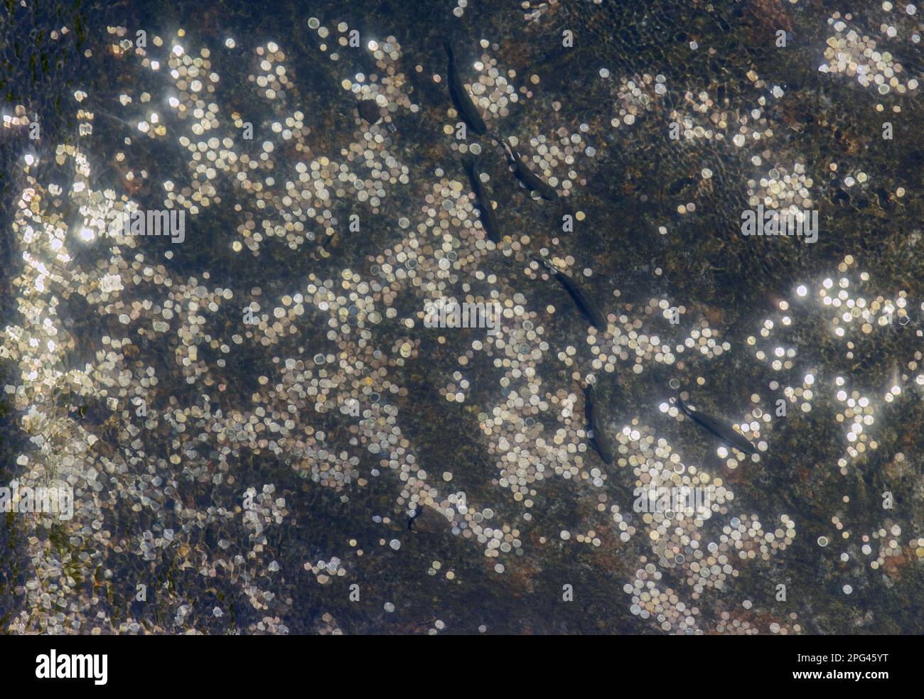 Bourke’s Luck Potholes in Mpumalanga province are a series of natural ...