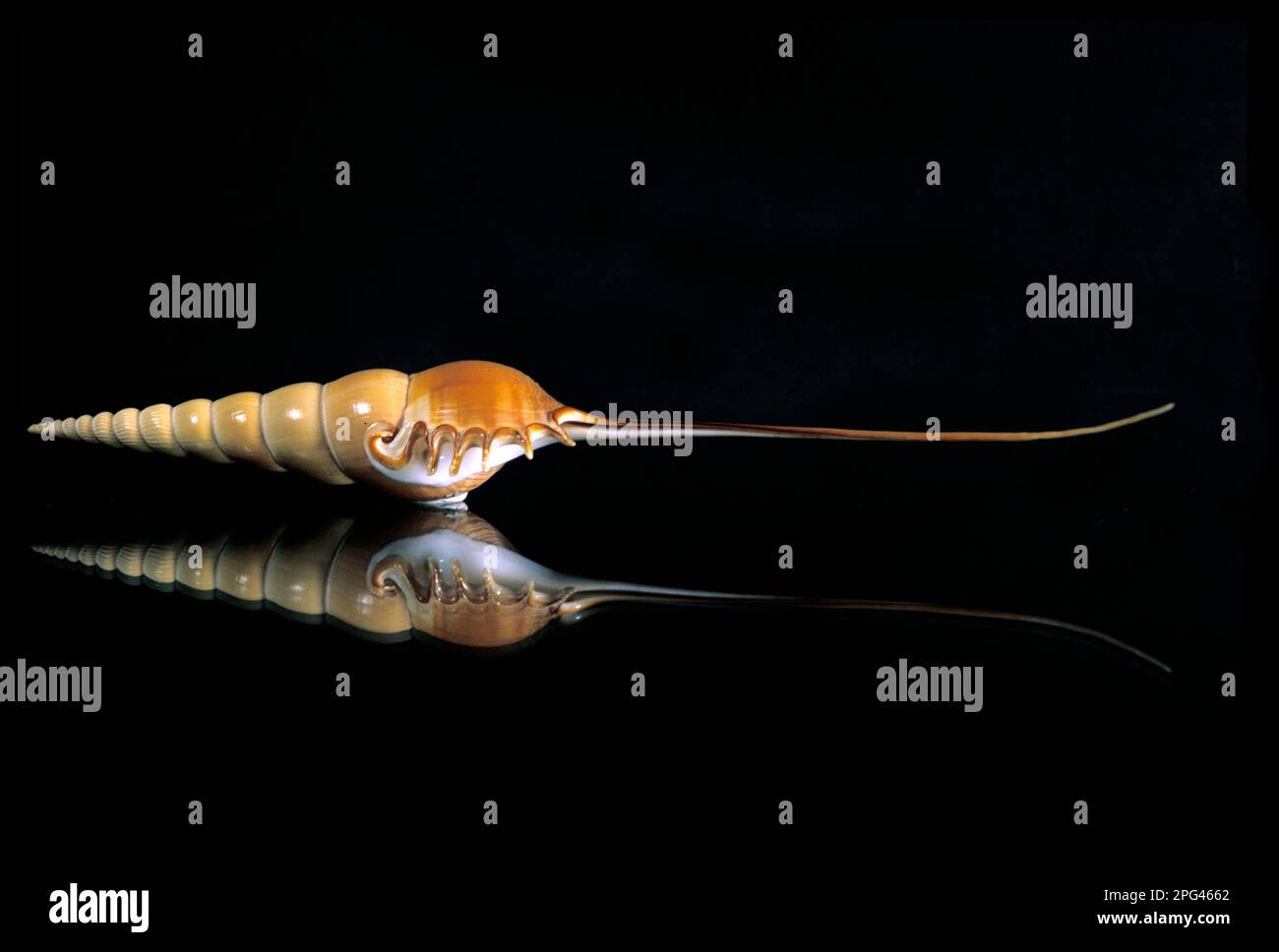 Tibia fusus. Oc. Indopacifico, Filippine Stock Photo - Alamy