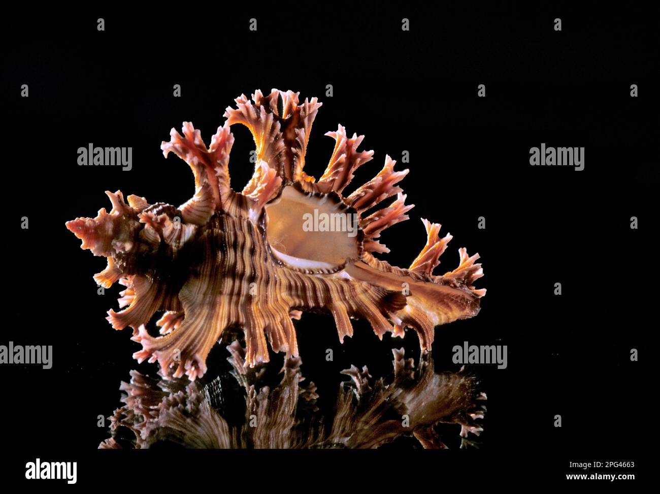 Chicoreus palmarosae hi-res stock photography and images - Alamy