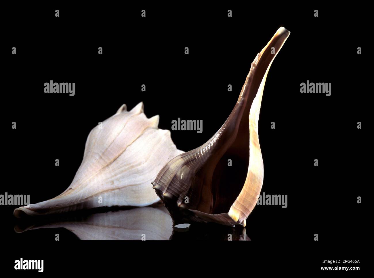 Busycon contrarium. Florida, USA. one of the very few naturally left ...