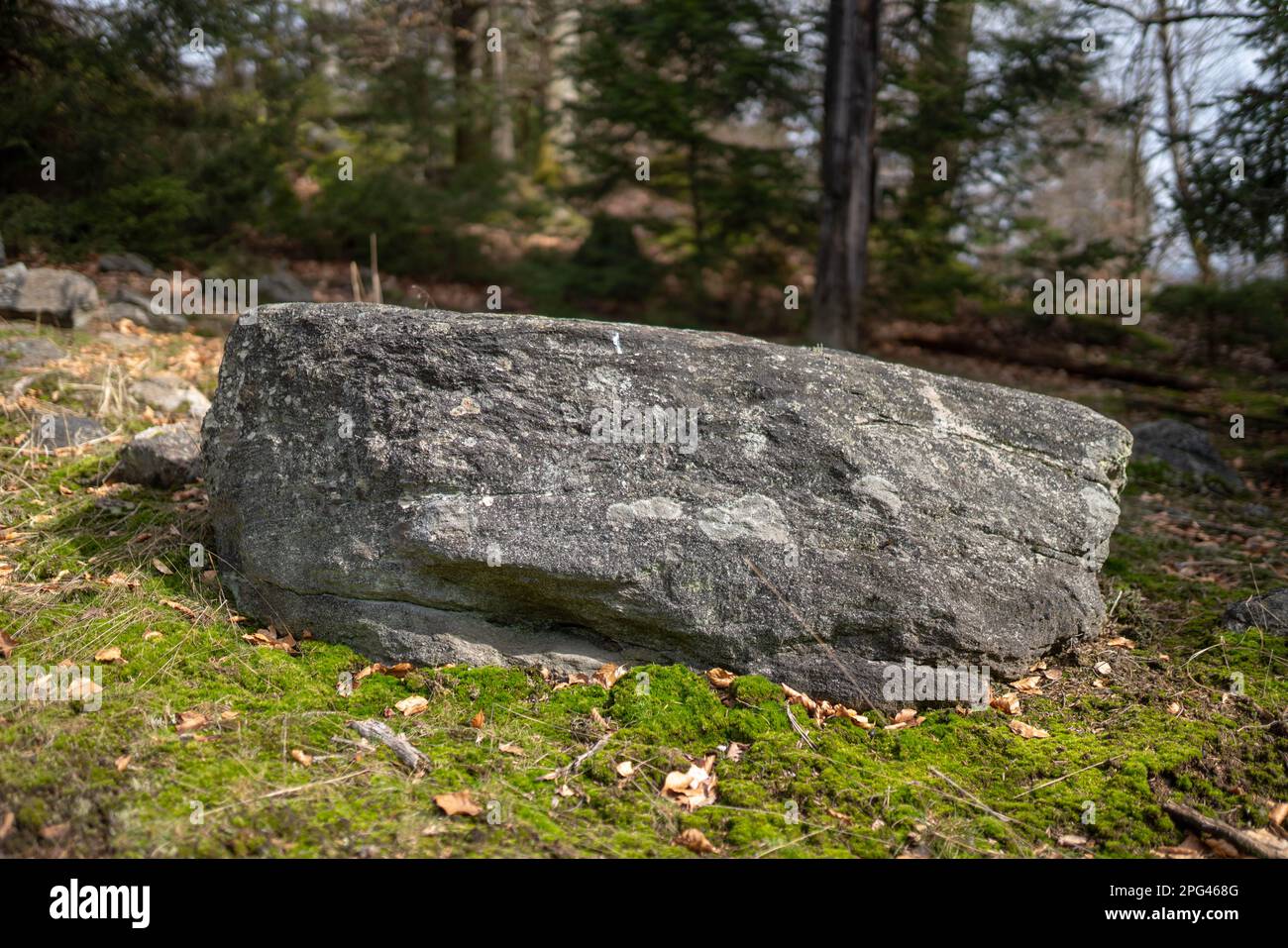 Lone stone block lying on an upland meadow of Český les mountains ...