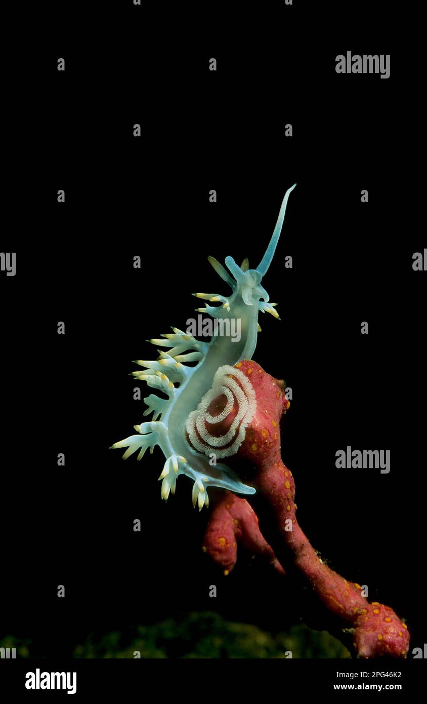 40 metri hi-res stock photography and images - Alamy