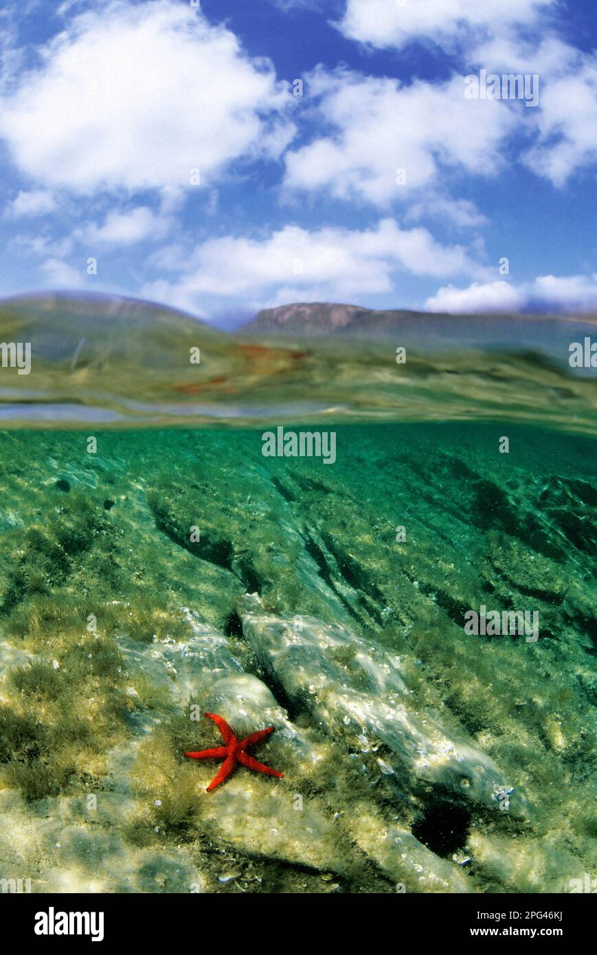 A starfish stands out red on the seabed of the Asinara Park. Porto ...