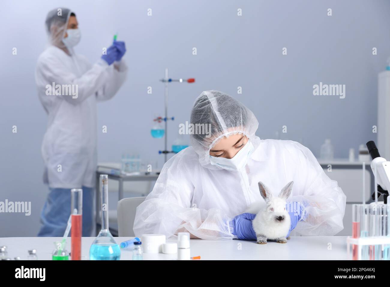 Scientist working with rabbit in chemical laboratory. Animal testing ...