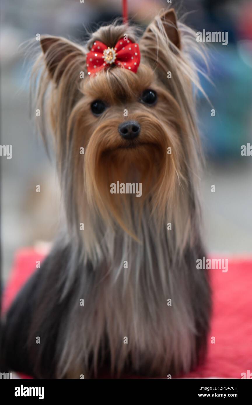 Yorkshire terrier at the Celtic Dog Show, York PA Stock Photo - Alamy