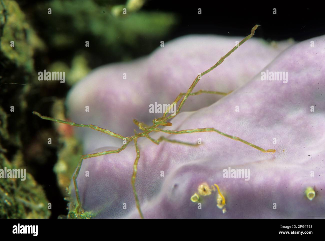 Pantopod Pycnogonid, Sea Spider. Mediterranean sea, Sardinia Stock ...