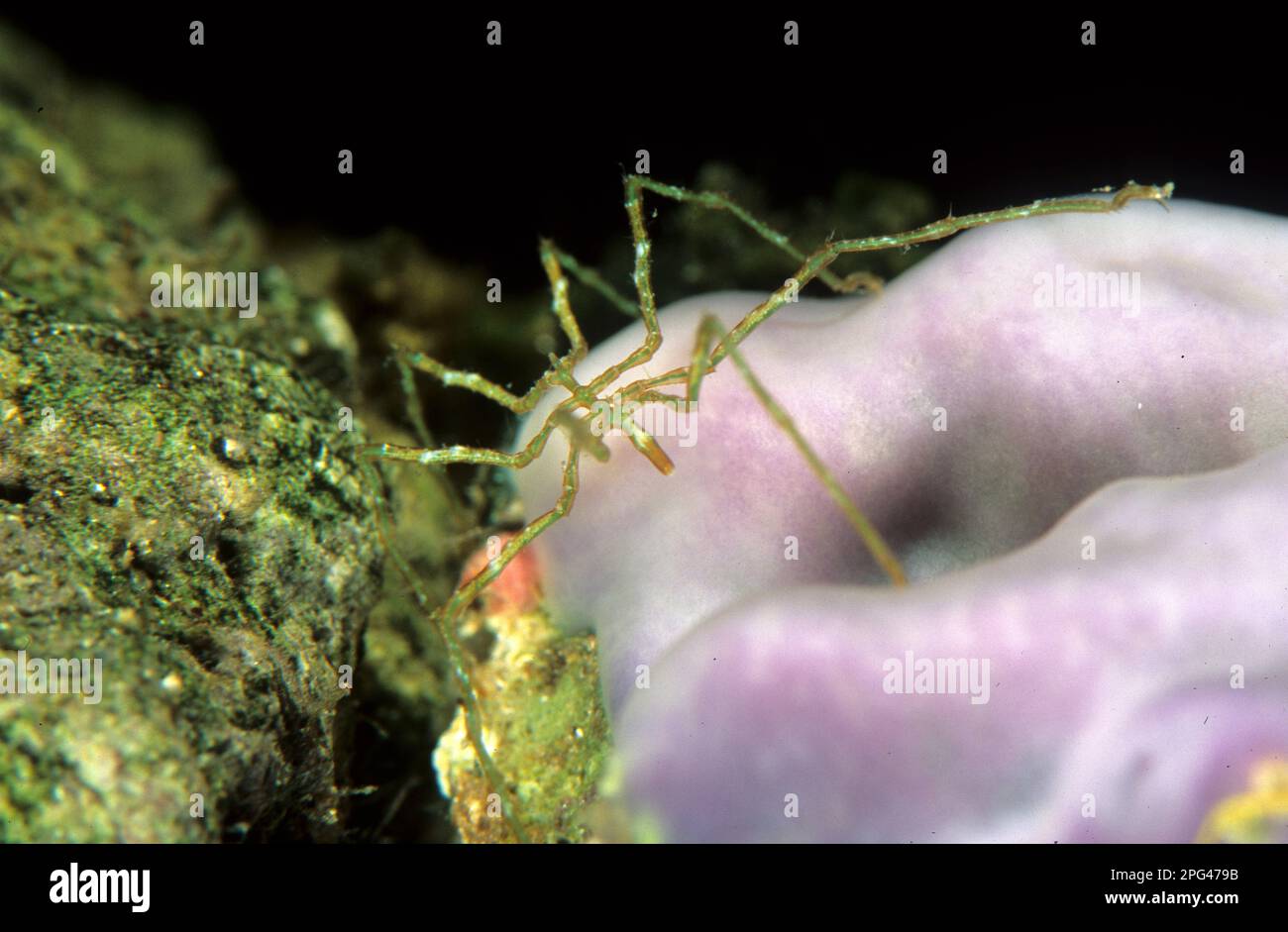 Pycnogonidae hi-res stock photography and images - Alamy