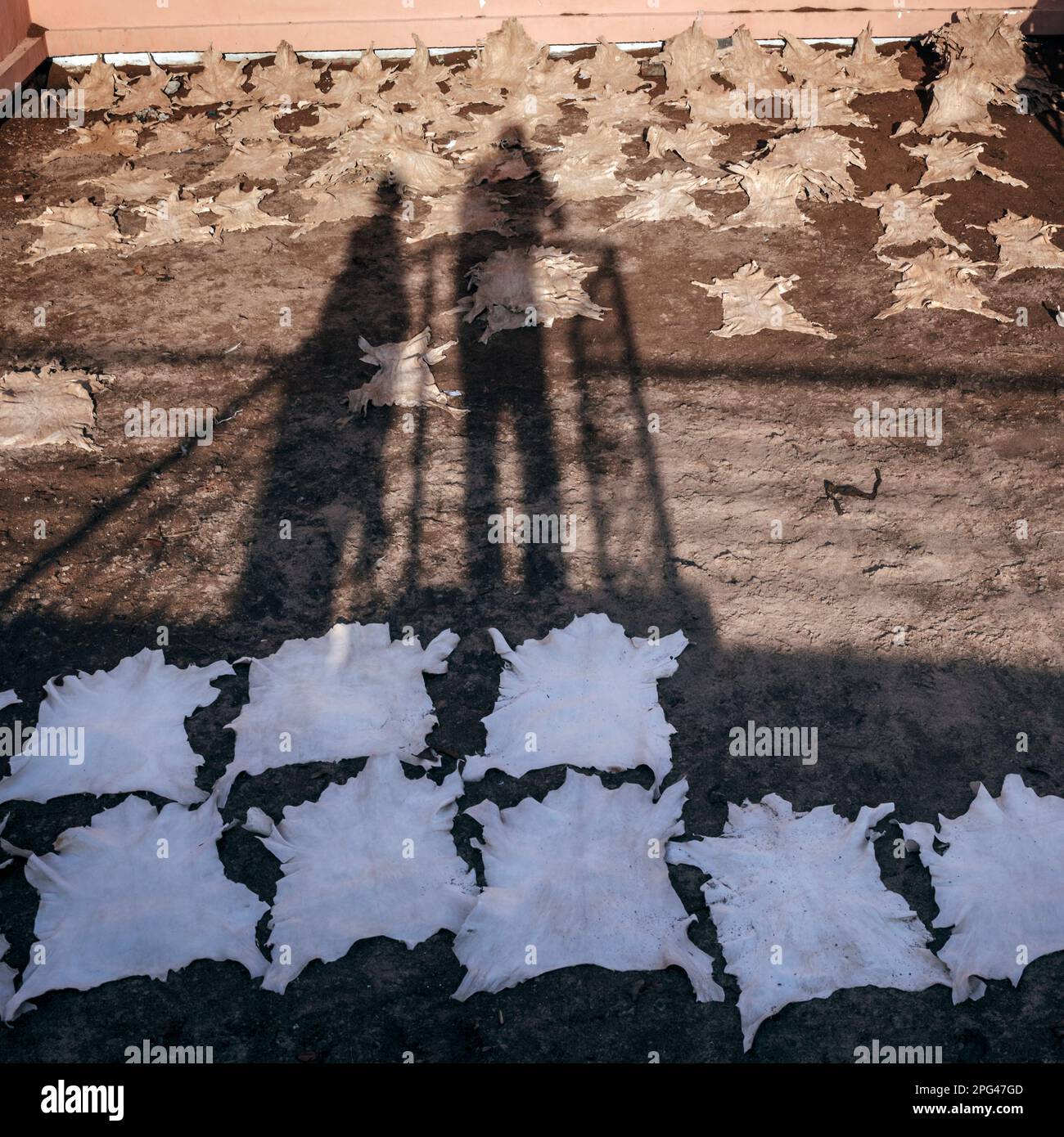 Goat and sheep skins in the process of being cured in the Medina ...